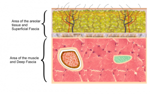 Fascial Anatomy - Plymouth Chiropractor